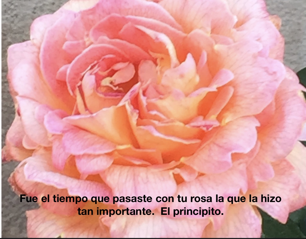 “Es el tiempo que pasaste con tu rosa ..” – Epimeleia Barcelona